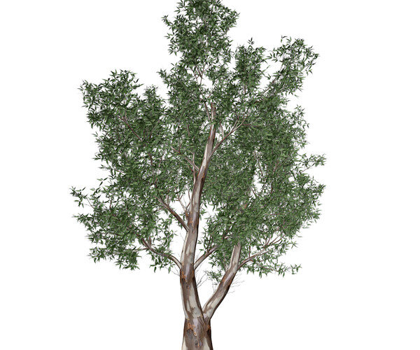 ArtStation - Red Gum Tree #01 - High Poly Tree (3D Model) | Game Assets