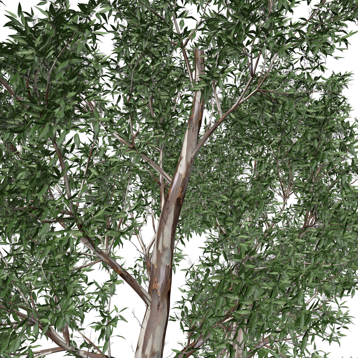 ArtStation - Red Gum Tree #01 - High Poly Tree (3D Model) | Game Assets