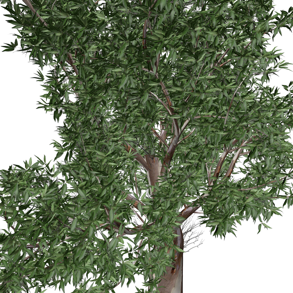 ArtStation - Red Gum Tree #03 - High Poly Tree (3D Model) | Game Assets