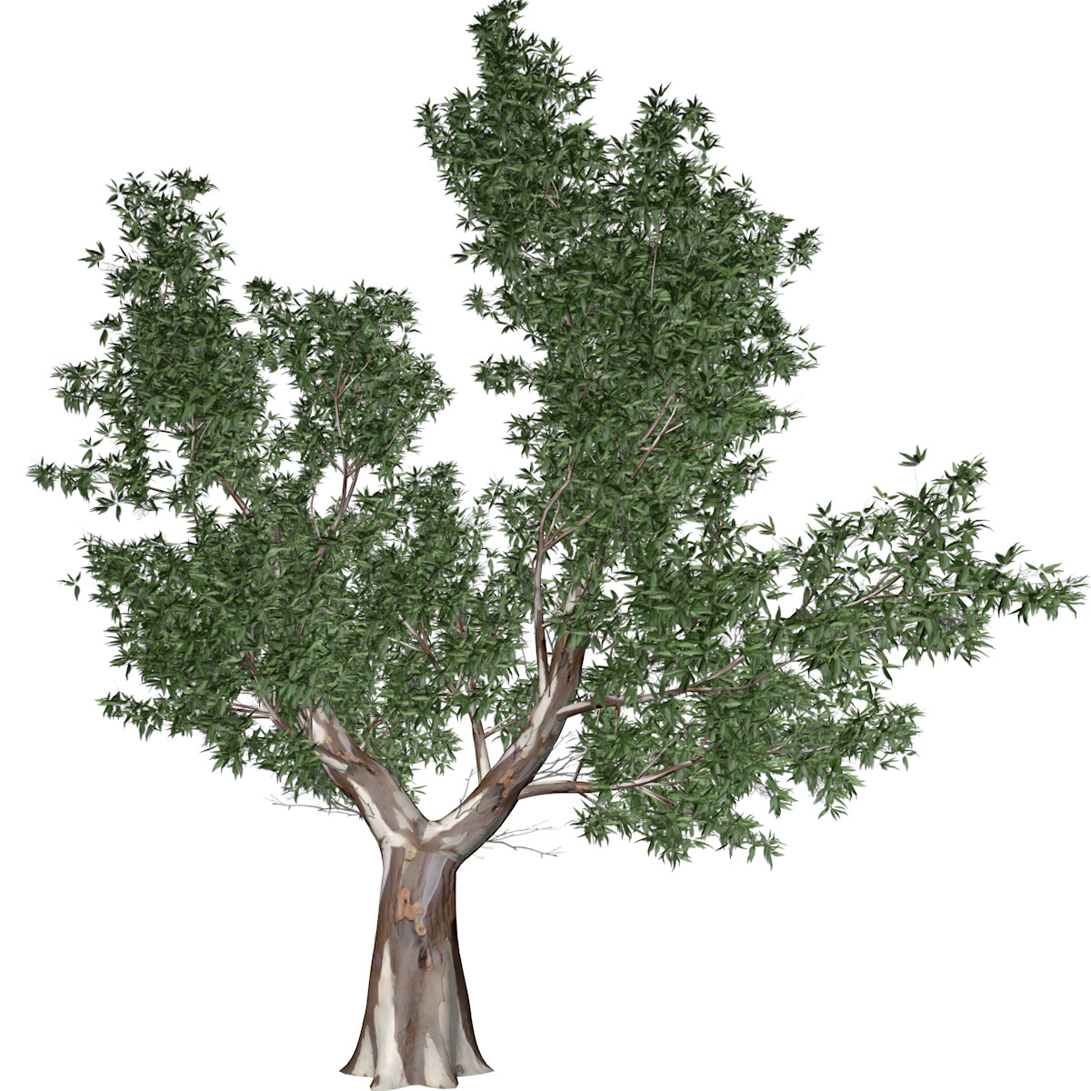 ArtStation - Red Gum Tree #04 - High Poly Tree (3D Model) | Game Assets