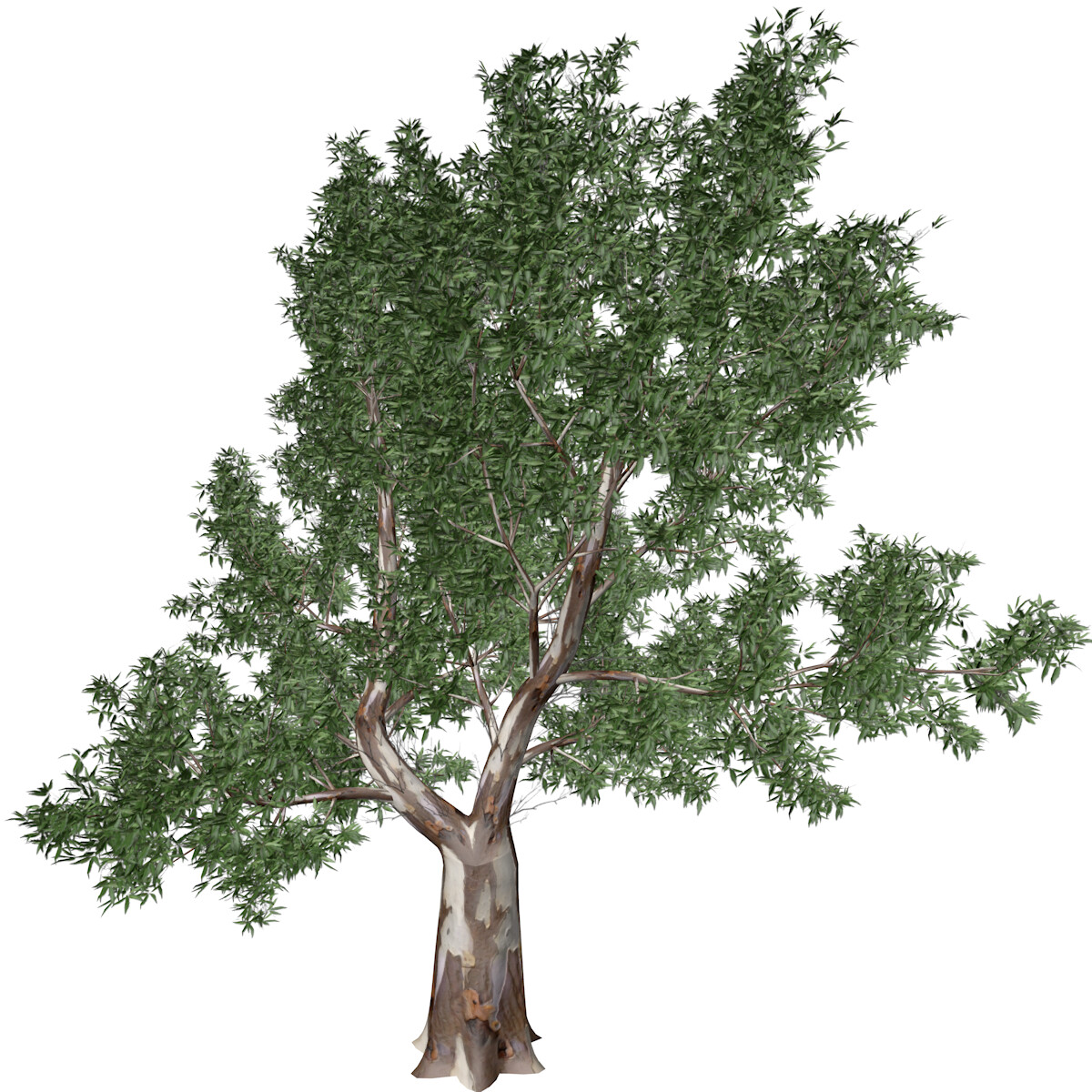 ArtStation - Red Gum Tree #05 - High Poly Tree (3D Model) | Game Assets