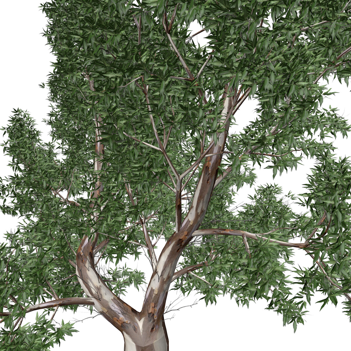 ArtStation - Red Gum Tree #05 - High Poly Tree (3D Model) | Game Assets