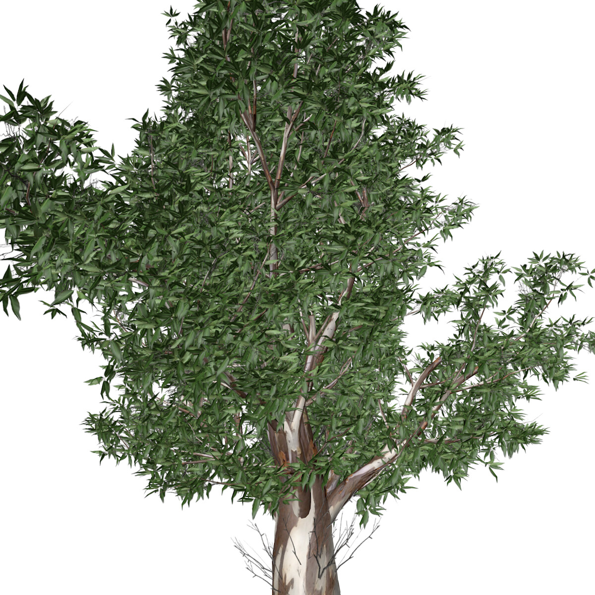 ArtStation - Red Gum Tree #06 - High Poly Tree (3D Model) | Game Assets