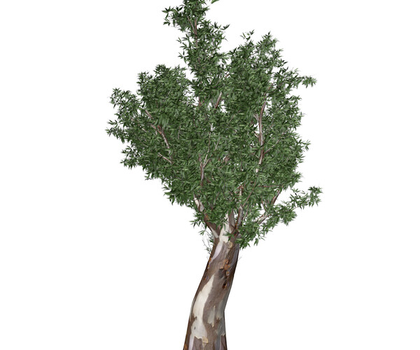 ArtStation - Red Gum Tree #08 - High Poly Tree (3D Model) | Game Assets