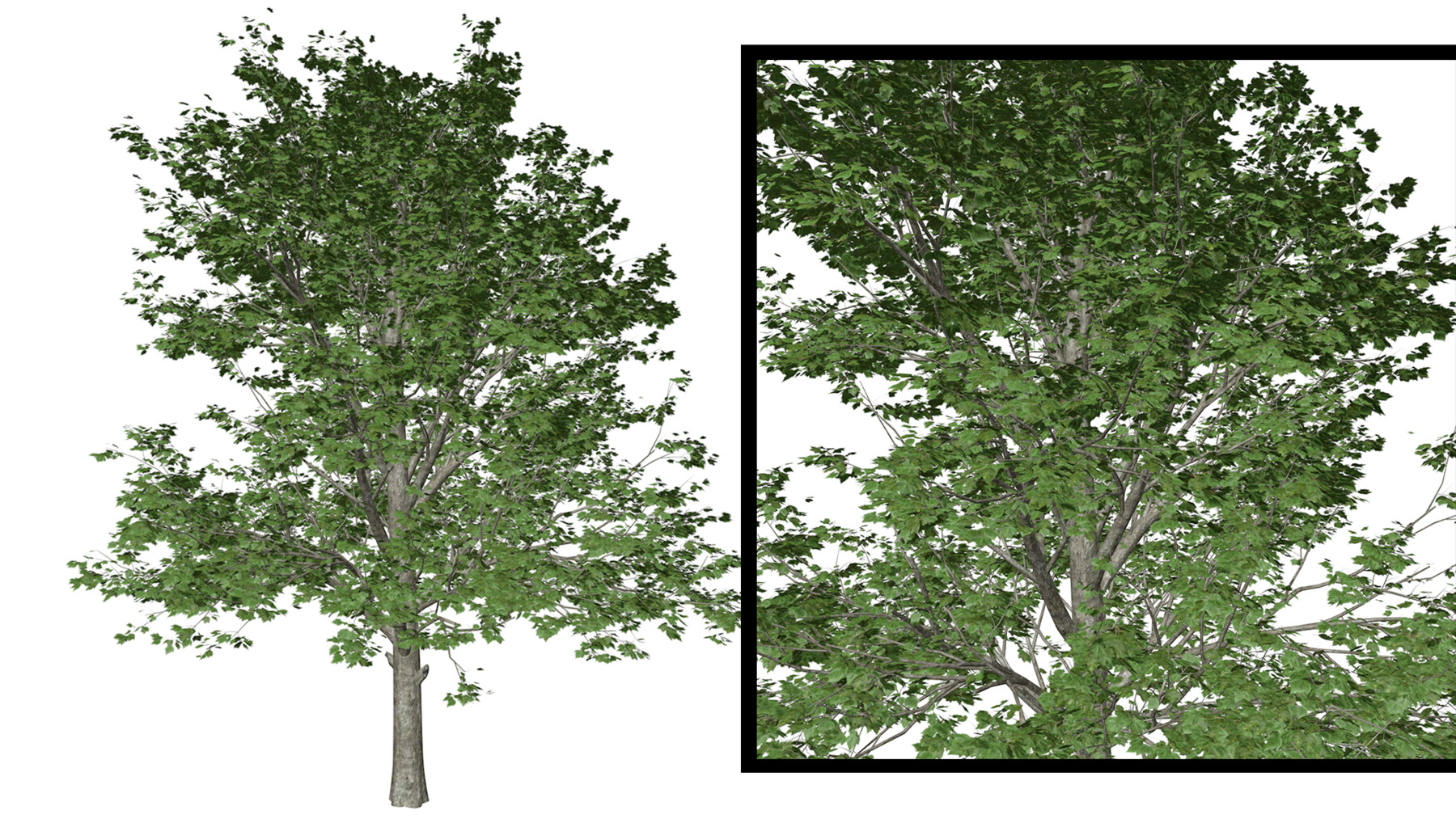 ArtStation - Red Maple Tree #01 - High Poly Tree (3D Model) | Game Assets