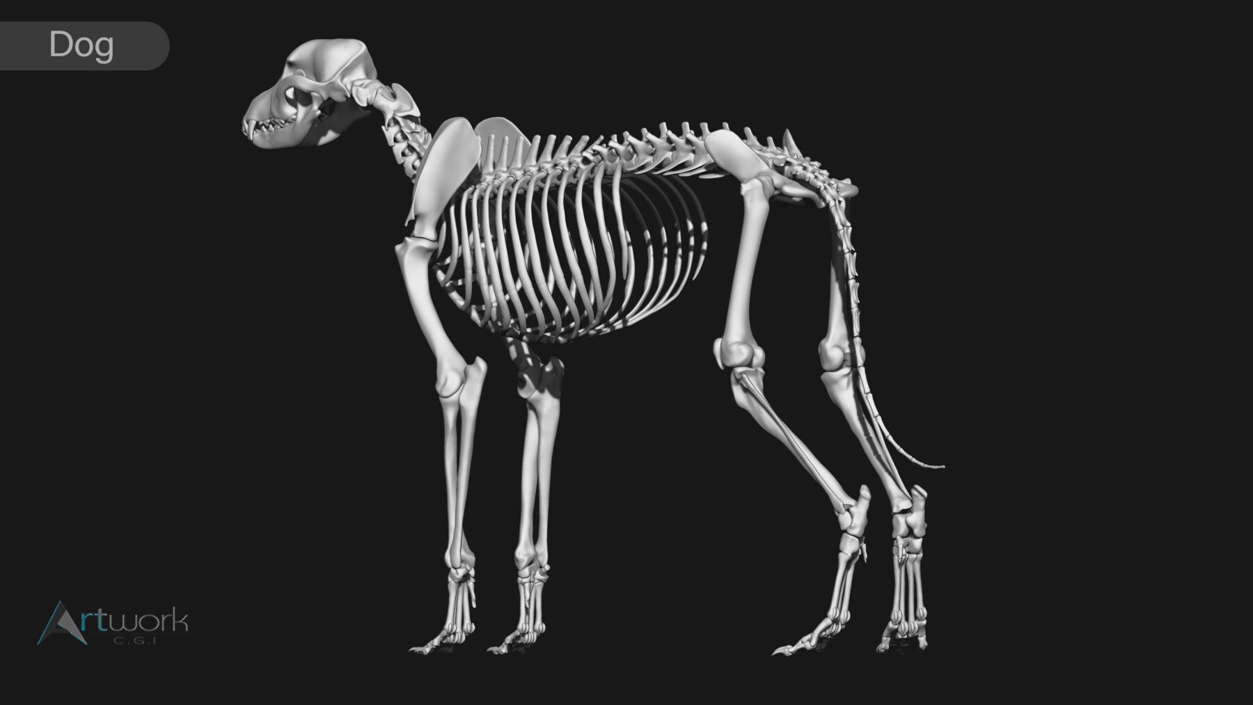 ArtStation - animal skeleton collection | Resources