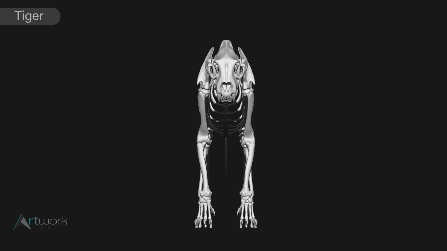 ArtStation - animal skeleton collection | Resources