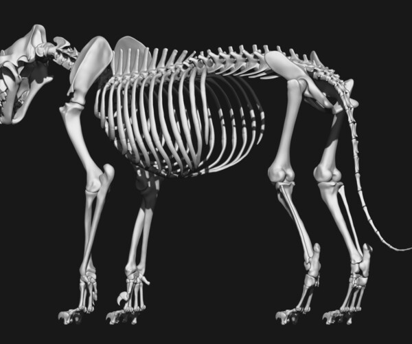 ArtStation - animal skeleton collection | Resources