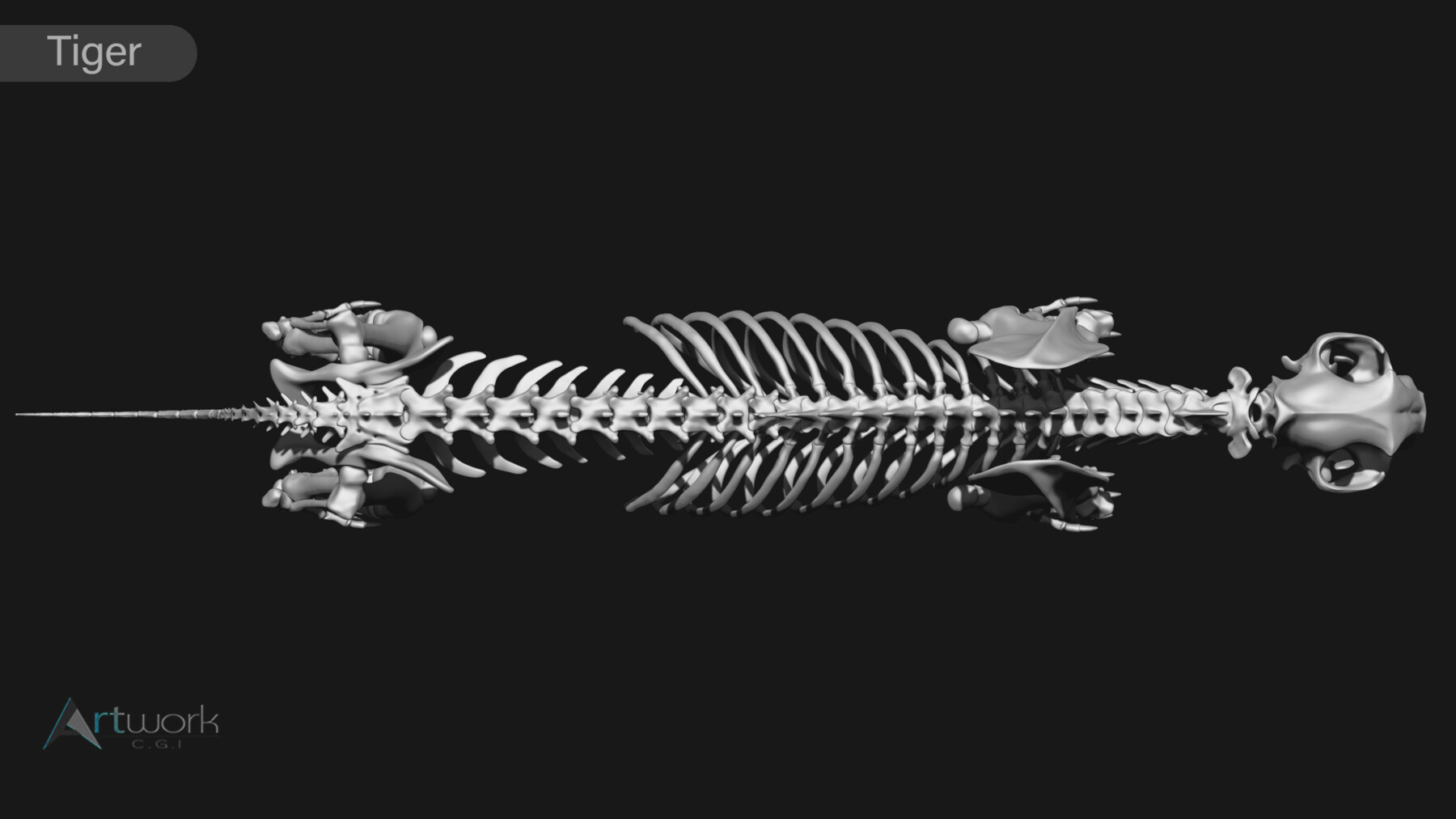 ArtStation - animal skeleton collection | Resources