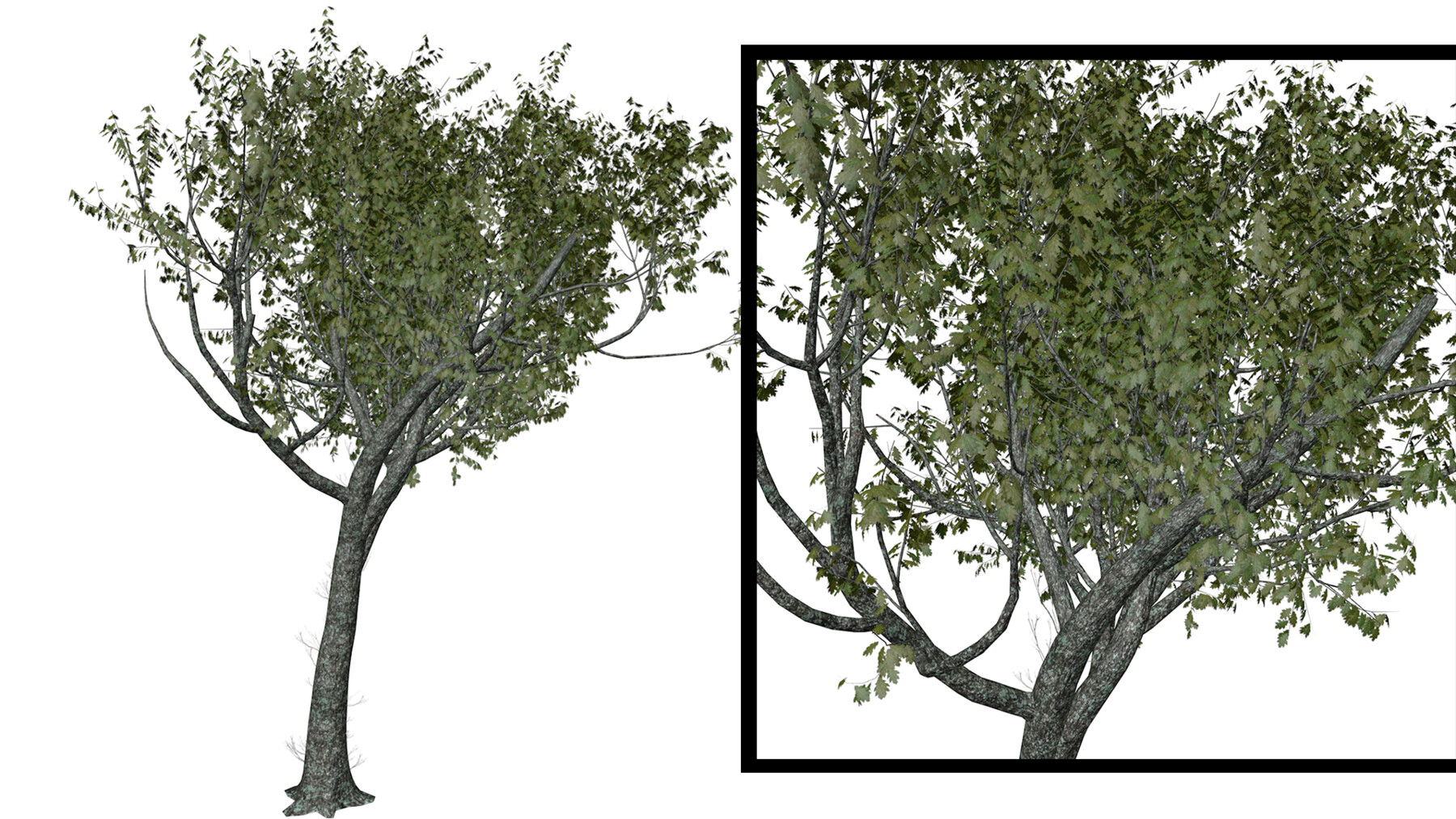 ArtStation - Red Oak Tree #09 - High Poly Tree (3D Model) | Game Assets
