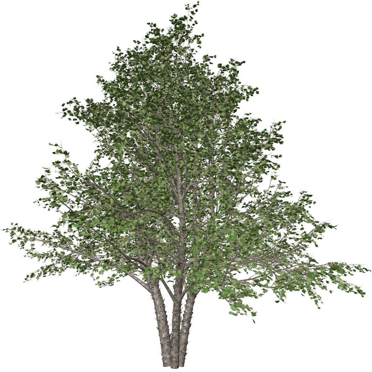 ArtStation - River Birch Tree #01 - High Poly Tree (3D Model) | Game Assets