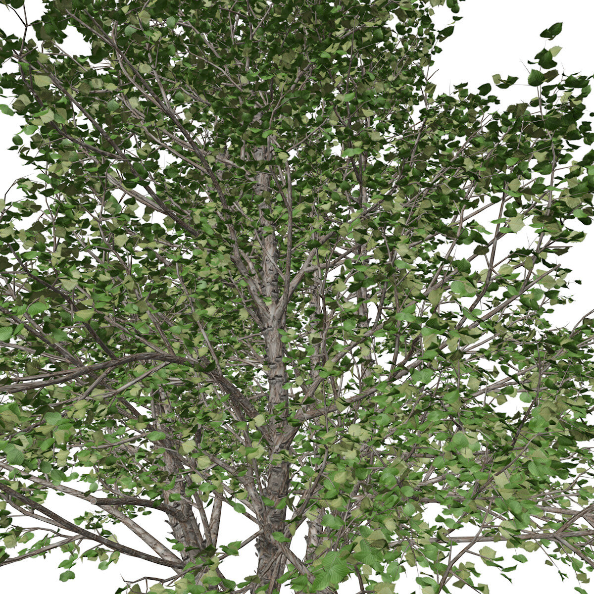 ArtStation - River Birch Tree #01 - High Poly Tree (3D Model) | Game Assets