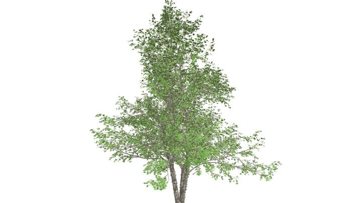 ArtStation - River Birch Tree #06 - High Poly Tree (3D Model) | Game Assets