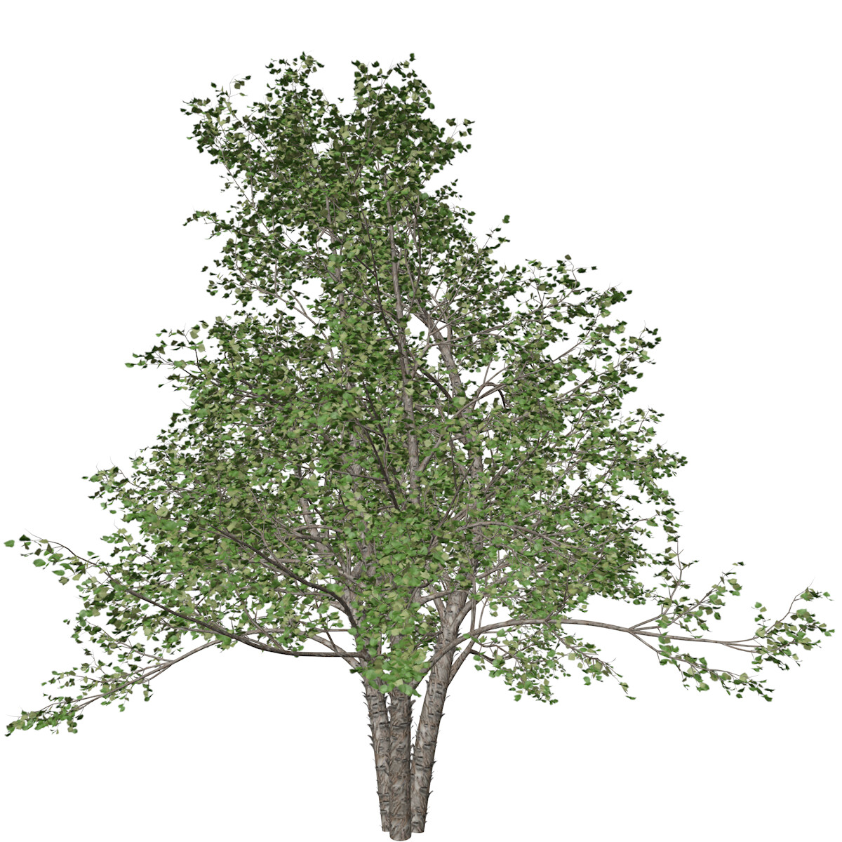 ArtStation - River Birch Tree #07 - High Poly Tree (3D Model) | Game Assets