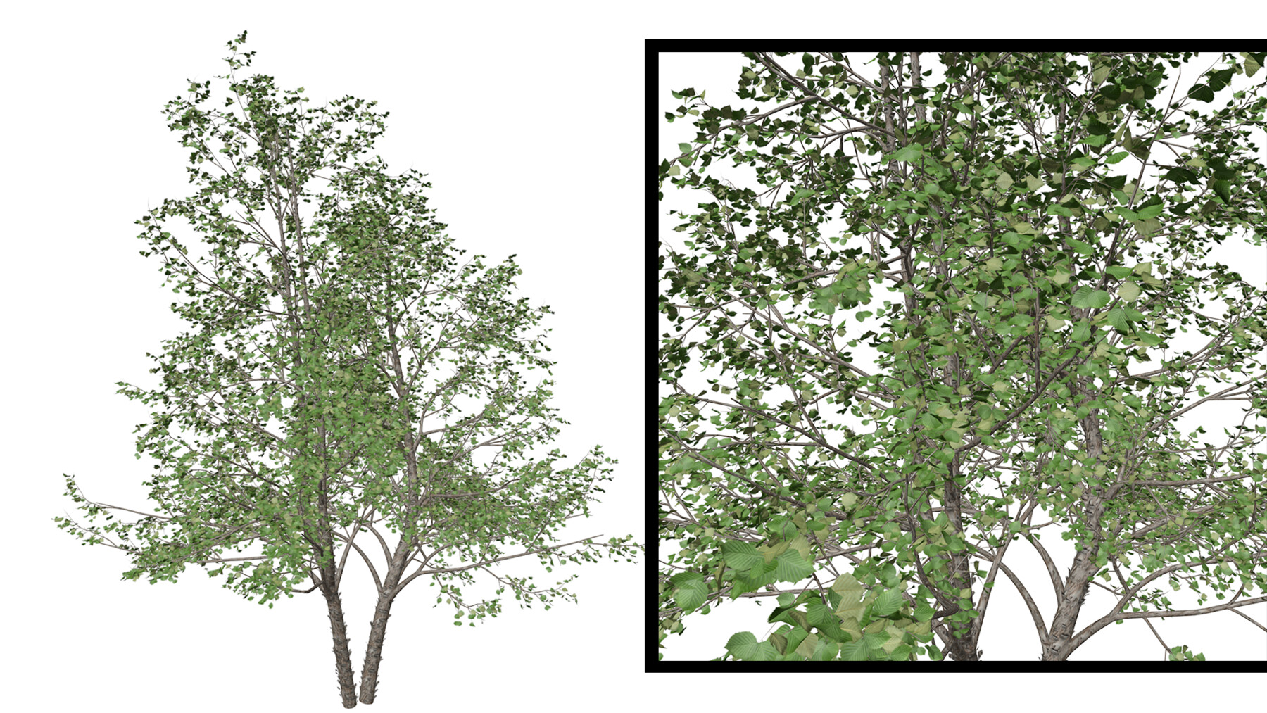 ArtStation - River Birch Tree #08 - High Poly Tree (3D Model) | Game Assets
