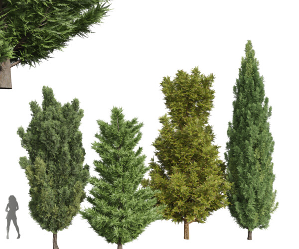 ArtStation - New Plant Leyland Cypress Tree Cupressocyparis leylandi ...