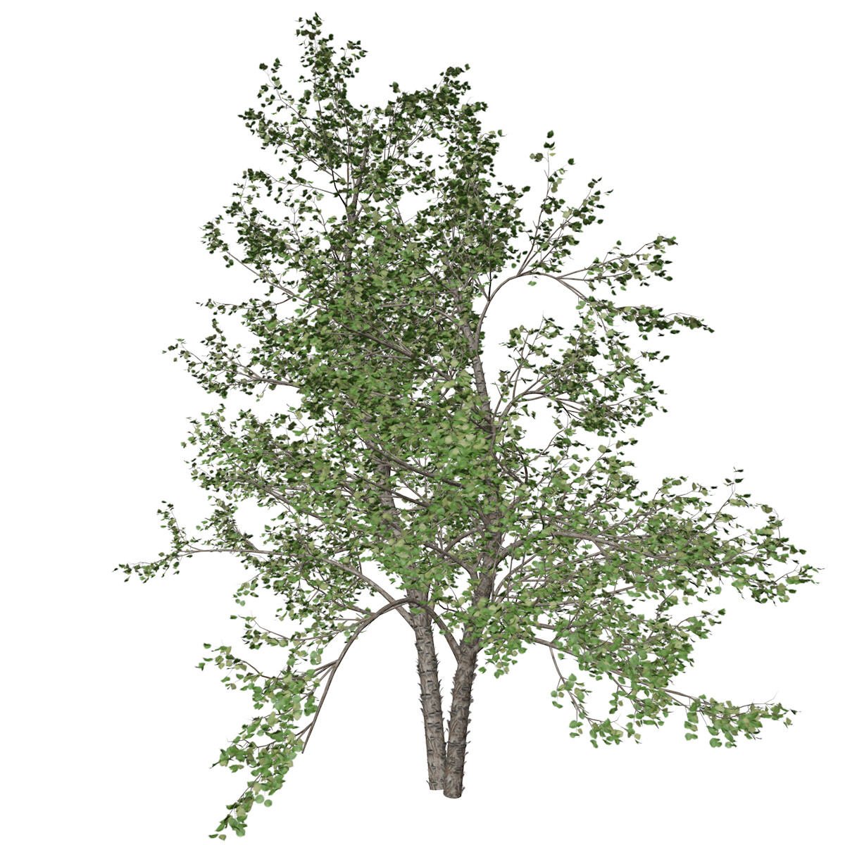 ArtStation - River Birch Tree #09 - High Poly Tree (3D Model) | Game Assets