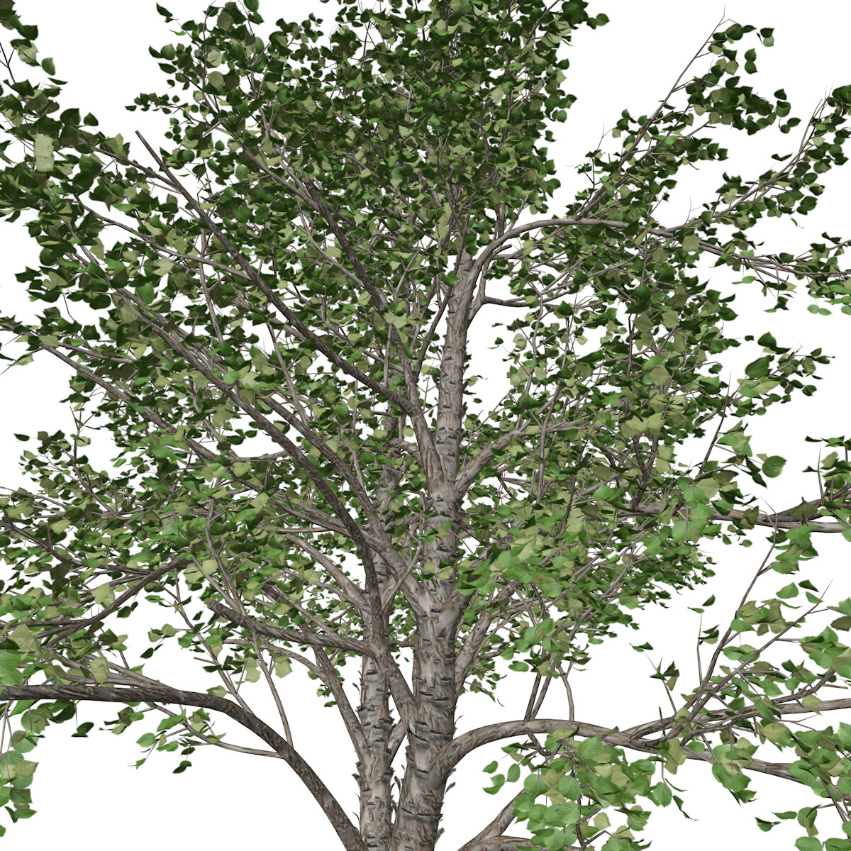 ArtStation - River Birch Tree #10 - High Poly Tree (3D Model) | Game Assets