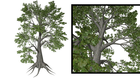 ArtStation - Sassafras Tree #01 - High Poly Tree (3D Model) | Game Assets