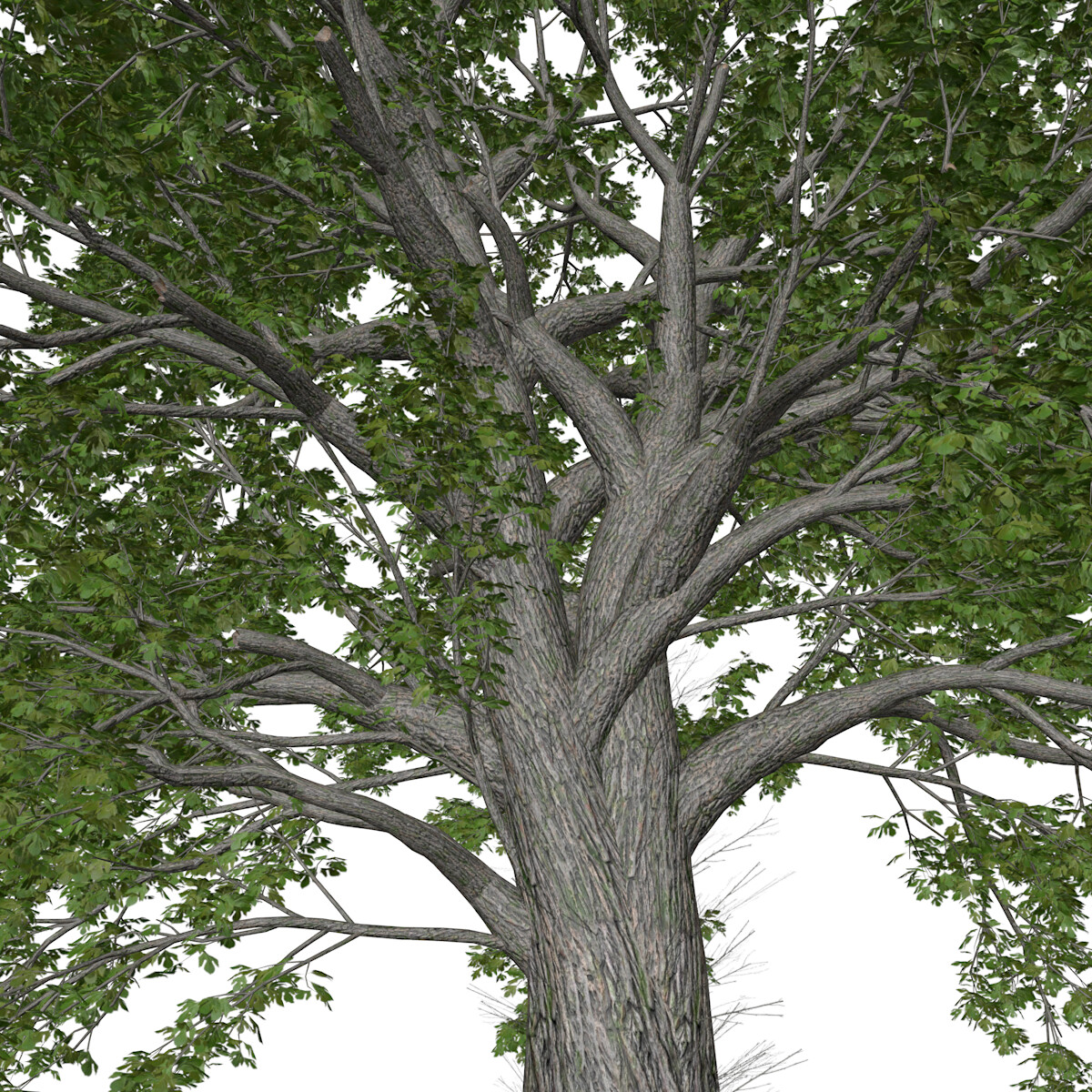 ArtStation - Sassafras Tree #02 - High Poly Tree (3D Model) | Game Assets