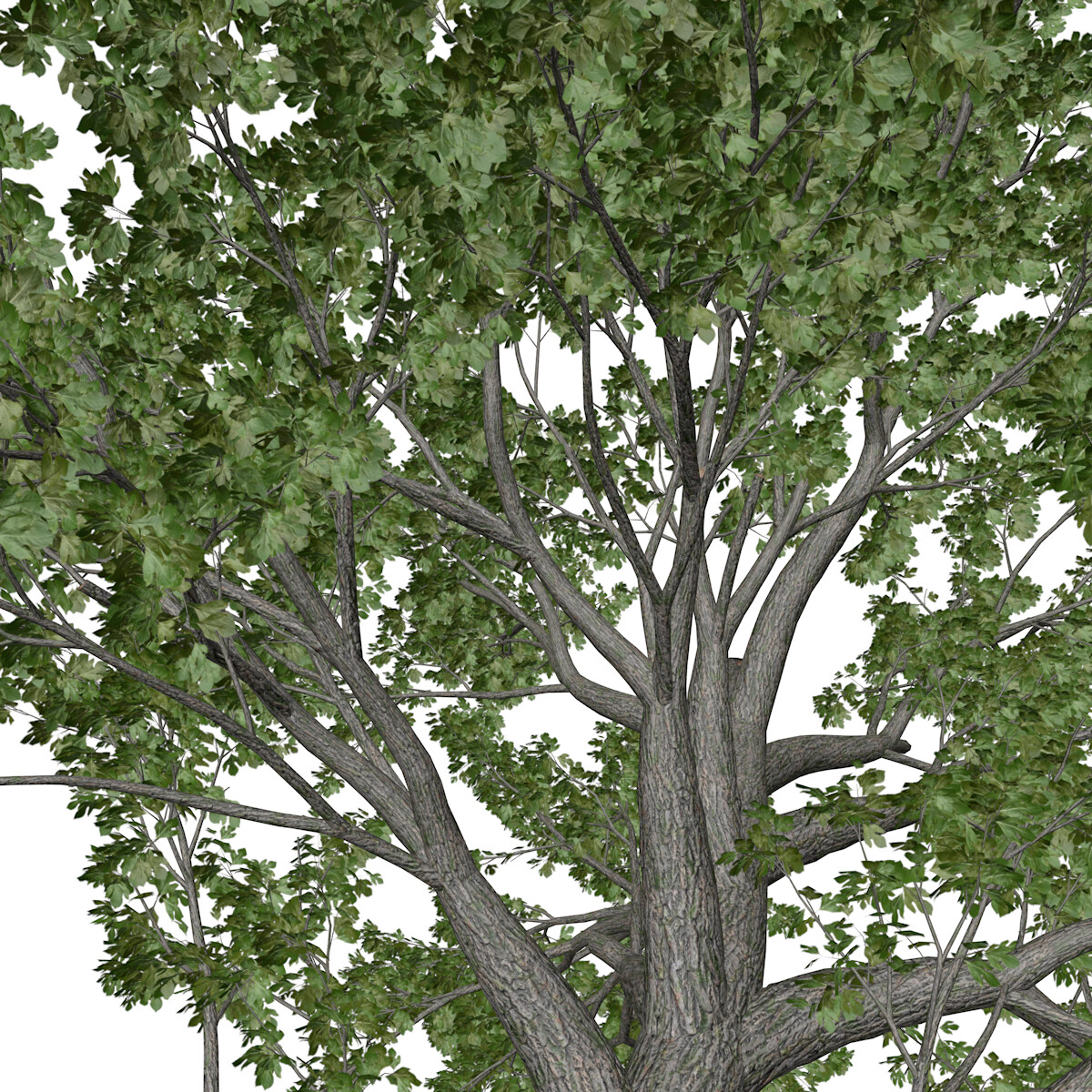 ArtStation - Sassafras Tree #03 - High Poly Tree (3D Model) | Game Assets