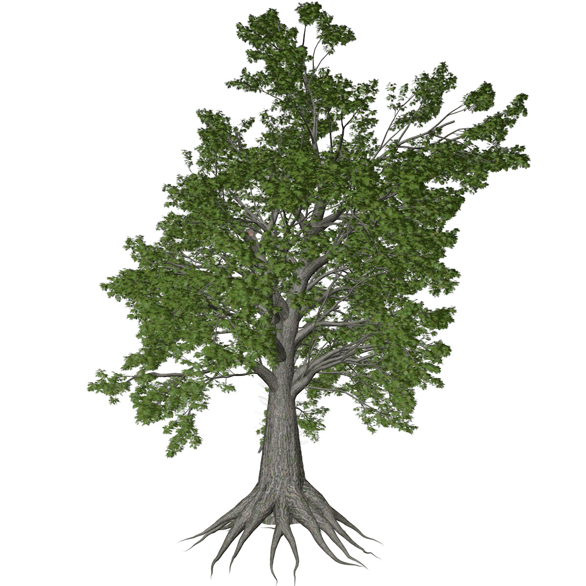 ArtStation - Sassafras Tree #04 - High Poly Tree (3D Model) | Game Assets