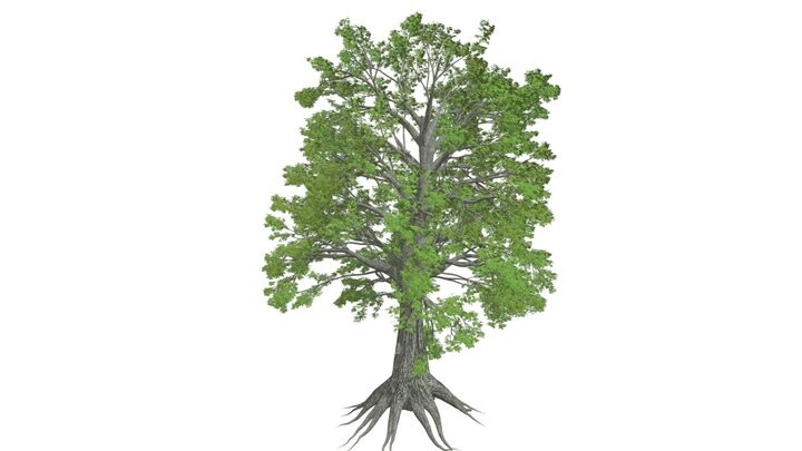 ArtStation - Sassafras Tree #07 - High Poly Tree (3D Model) | Game Assets