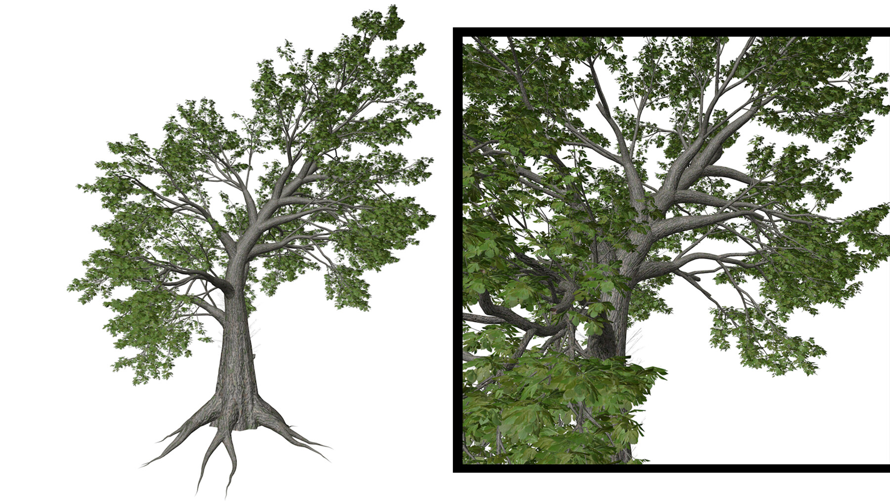ArtStation - Sassafras Tree #08 - High Poly Tree (3D Model) | Game Assets
