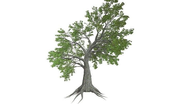 ArtStation - Sassafras Tree #08 - High Poly Tree (3D Model) | Game Assets