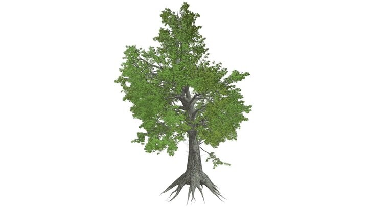 ArtStation - Sassafras Tree #09 - High Poly Tree (3D Model) | Game Assets