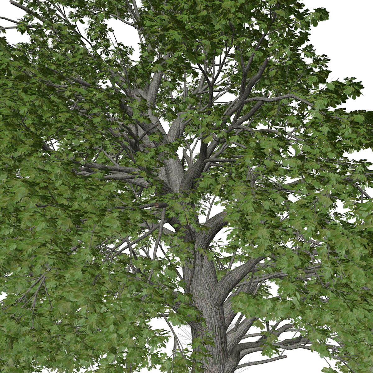 ArtStation - Sassafras Tree #09 - High Poly Tree (3D Model) | Game Assets