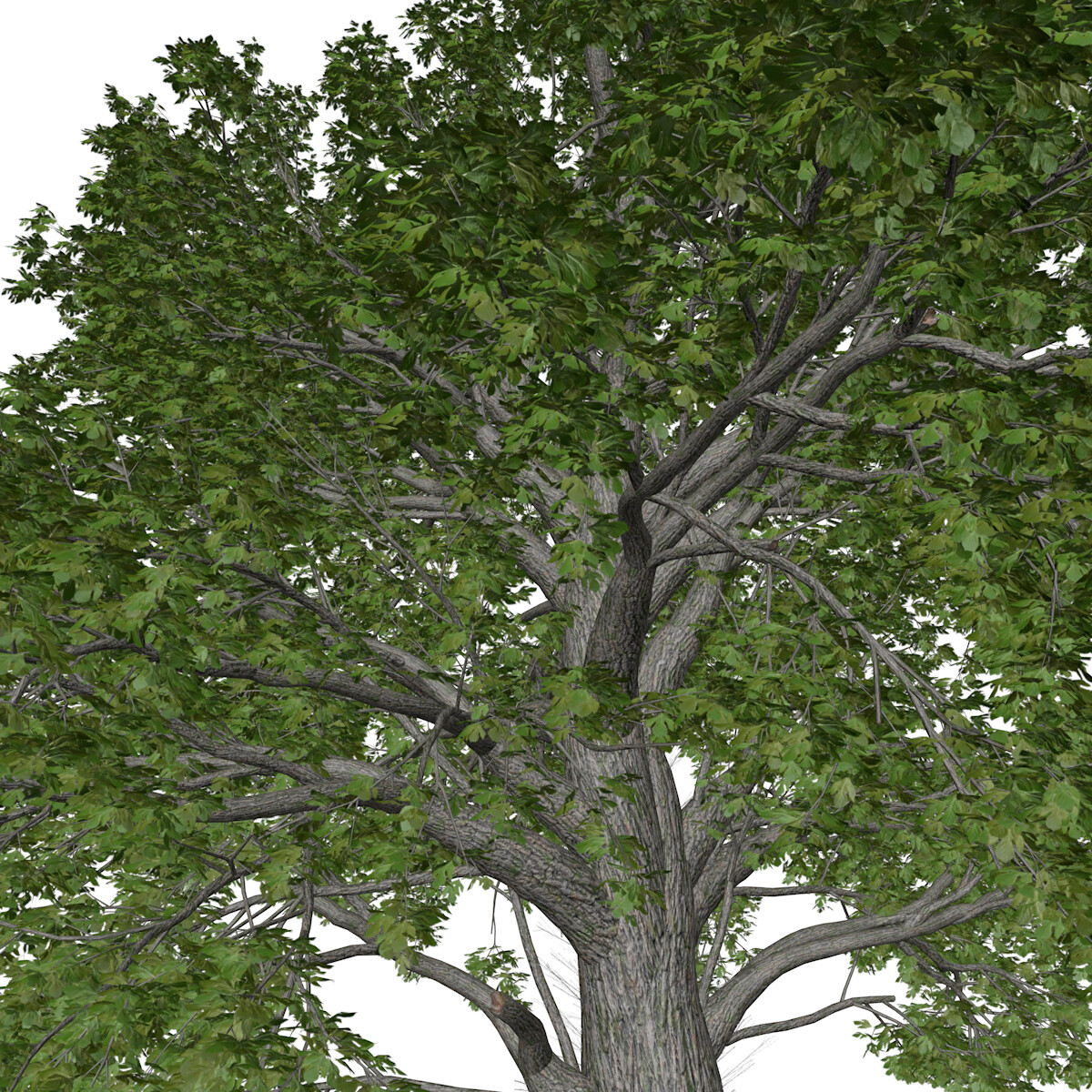 ArtStation - Sassafras Tree #10 - High Poly Tree (3D Model) | Game Assets