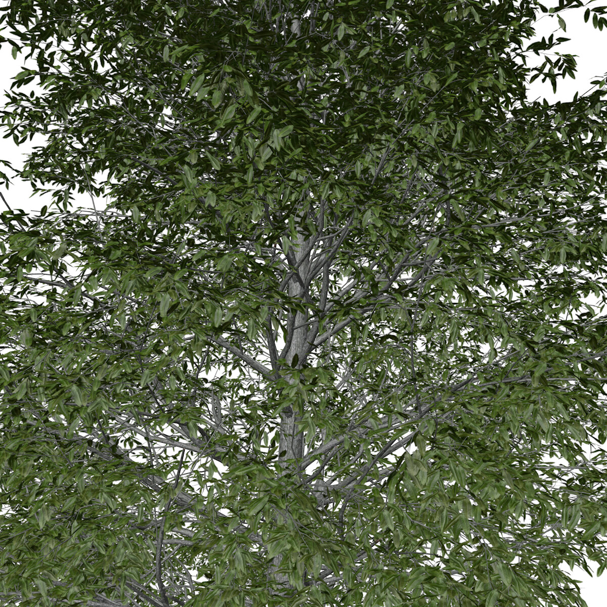 ArtStation - Shingle Oak Tree #01 - High Poly Tree (3D Model) | Game Assets