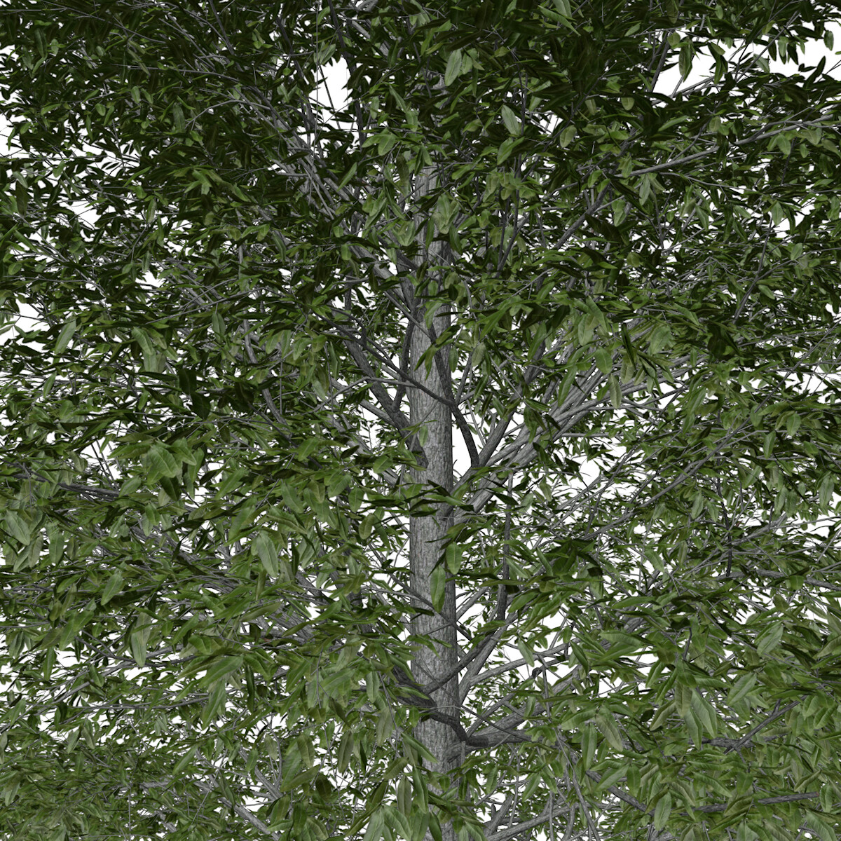 ArtStation - Shingle Oak Tree #02 - High Poly Tree (3D Model) | Game Assets