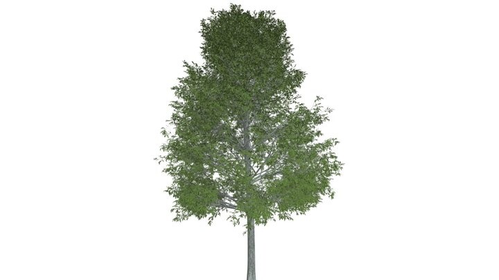 ArtStation - Shingle Oak Tree #03 - High Poly Tree (3D Model) | Game Assets