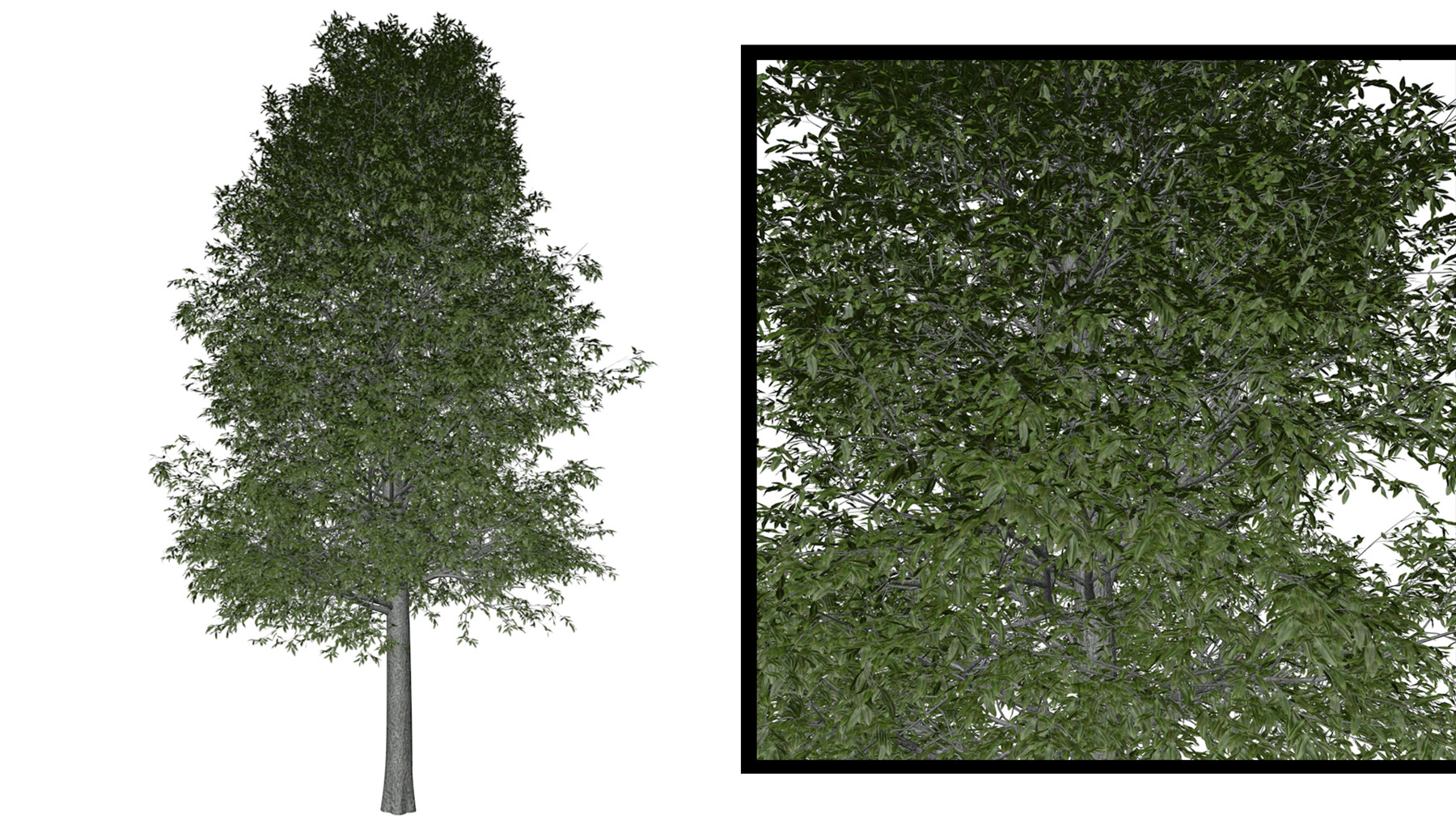 ArtStation - Shingle Oak Tree #04 - High Poly Tree (3D Model) | Game Assets