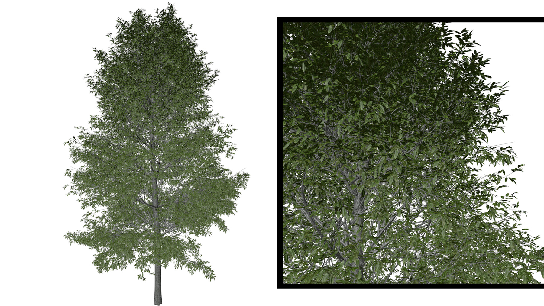 ArtStation - Shingle Oak Tree #06 - High Poly Tree (3D Model) | Game Assets