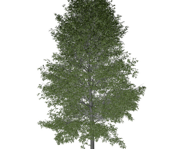 ArtStation - Shingle Oak Tree #06 - High Poly Tree (3D Model) | Game Assets