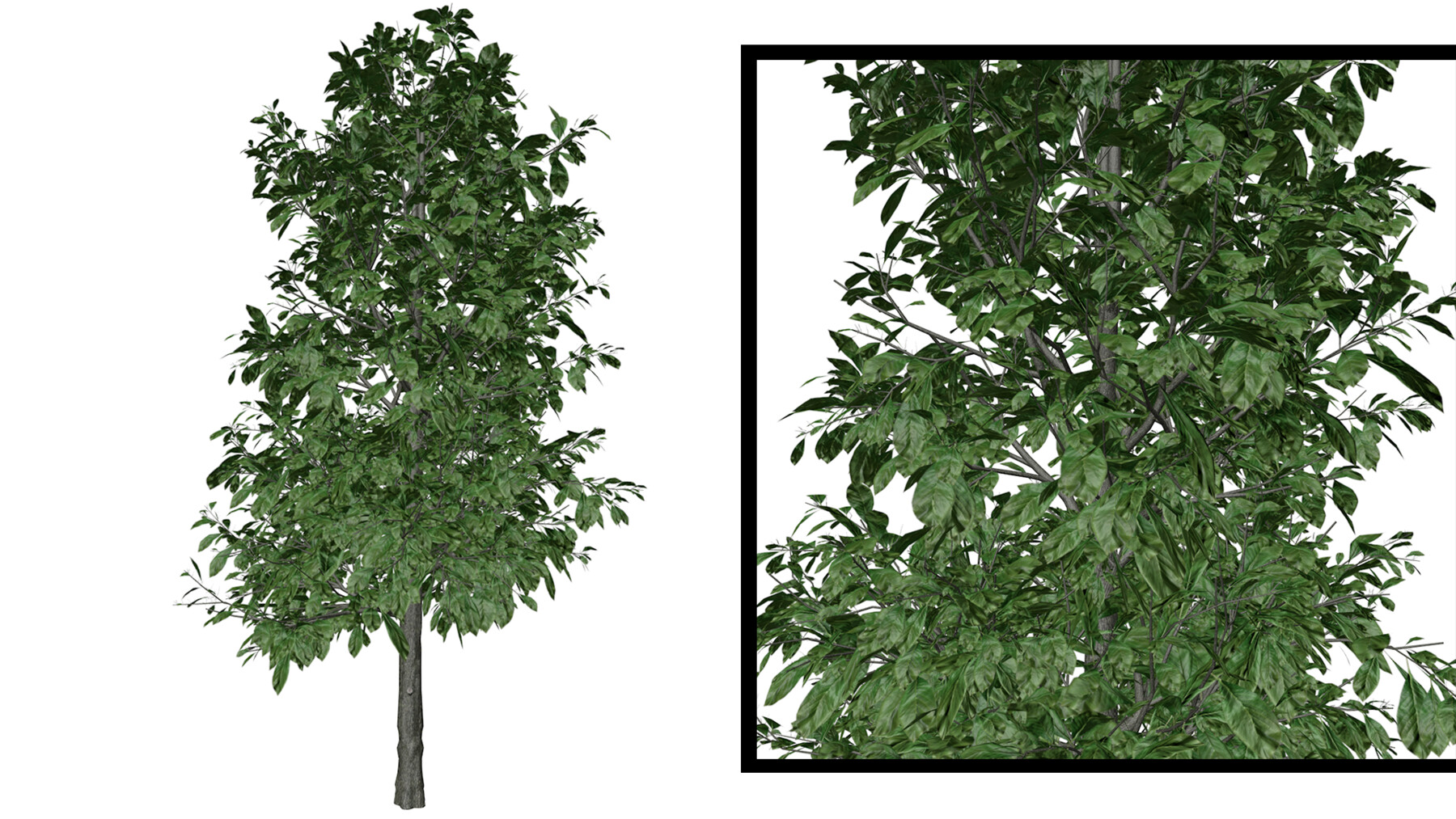 ArtStation - Sourwood Tree #01 - High Poly Tree (3D Model) | Game Assets
