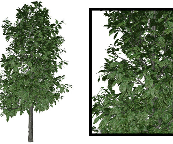 ArtStation - Sourwood Tree #01 - High Poly Tree (3D Model) | Game Assets