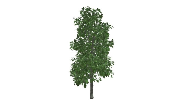 ArtStation - Sourwood Tree #01 - High Poly Tree (3D Model) | Game Assets