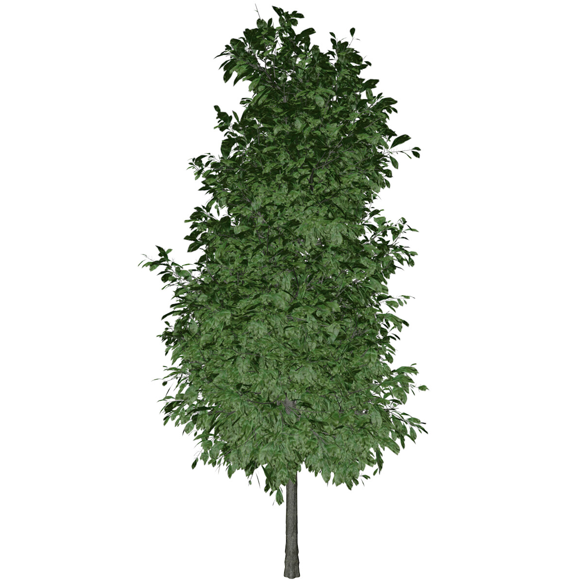 ArtStation - Sourwood Tree #02 - High Poly Tree (3D Model) | Game Assets