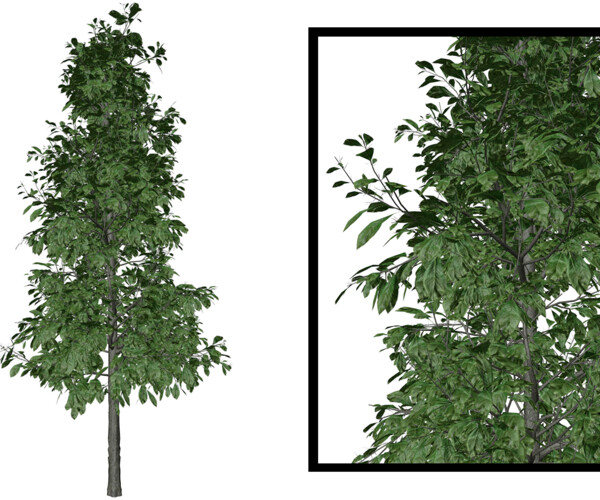 ArtStation - Sourwood Tree #03 - High Poly Tree (3D Model) | Game Assets