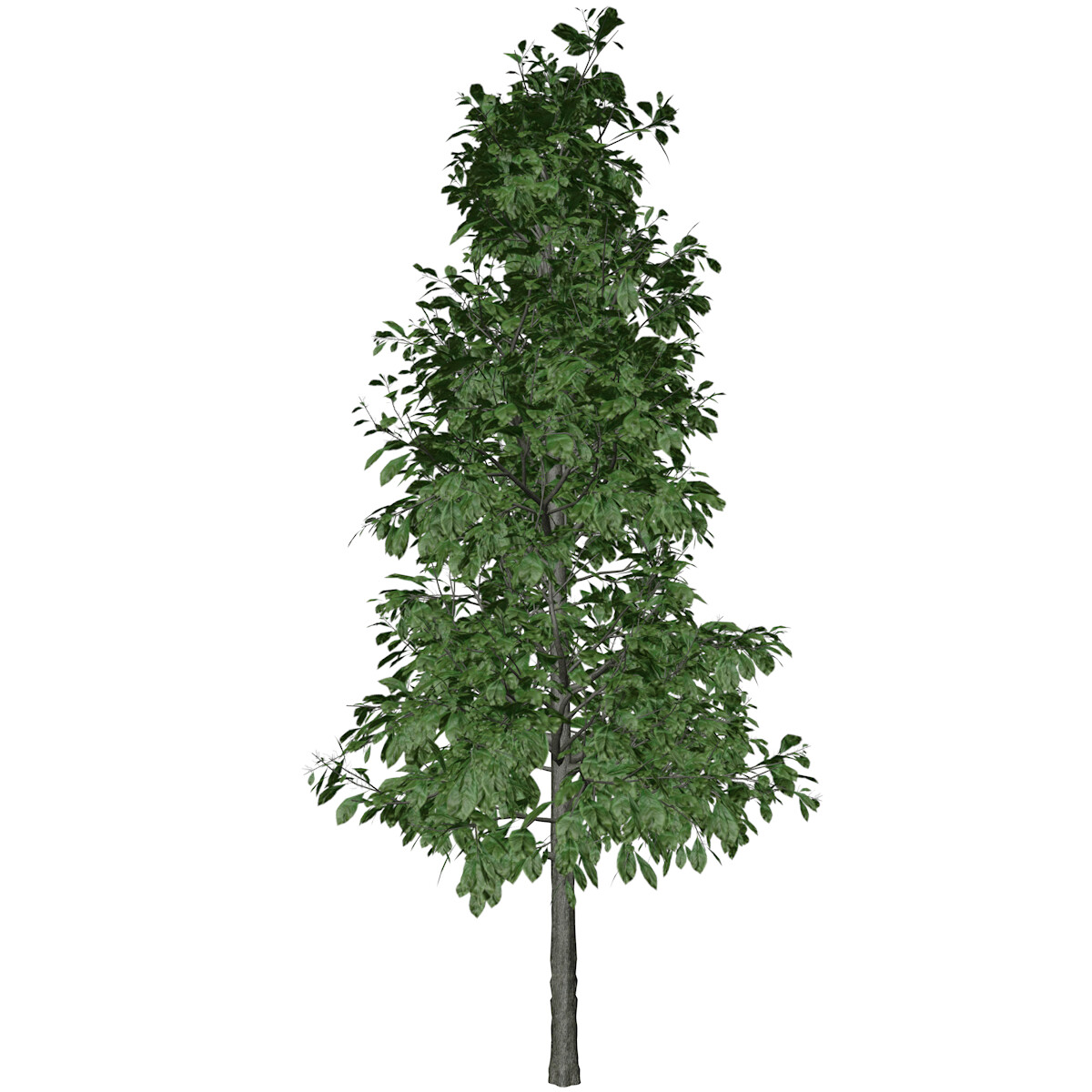 ArtStation - Sourwood Tree #03 - High Poly Tree (3D Model) | Game Assets