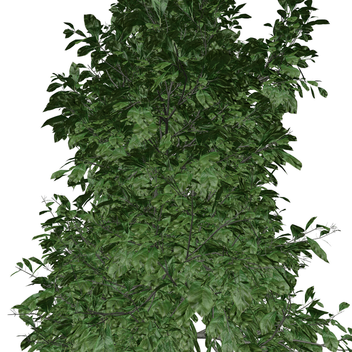 ArtStation - Sourwood Tree #04 - High Poly Tree (3D Model) | Game Assets