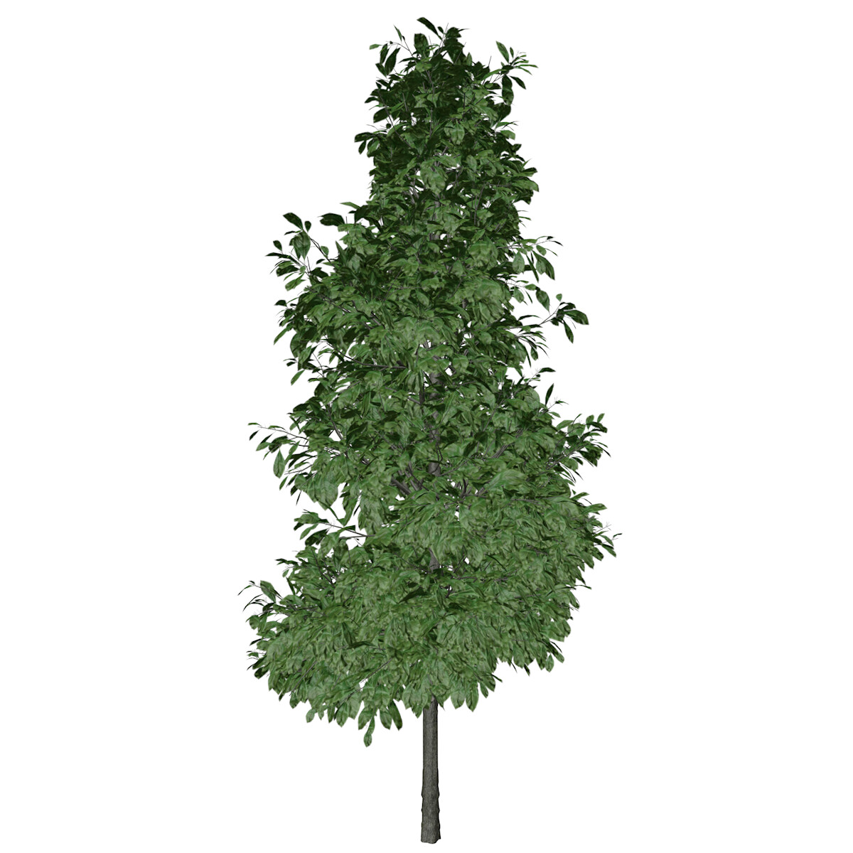 ArtStation - Sourwood Tree #05 - High Poly Tree (3D Model) | Game Assets