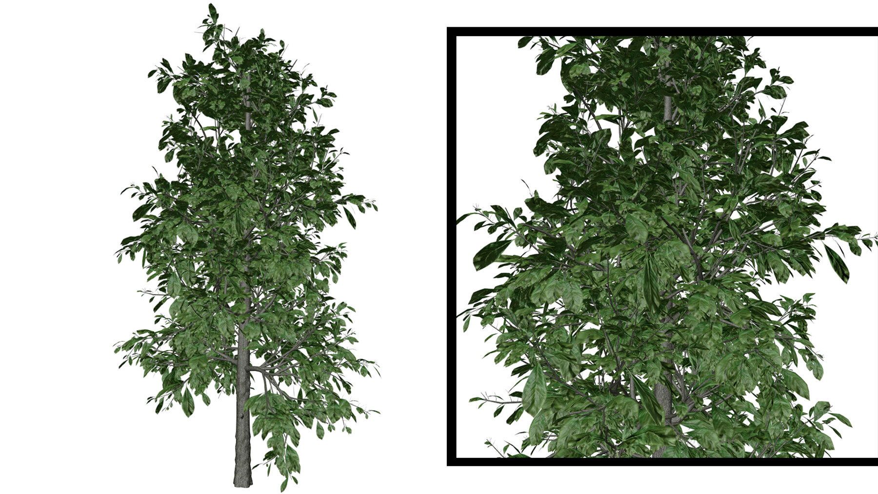 ArtStation - Sourwood Tree #06 - High Poly Tree (3D Model) | Game Assets