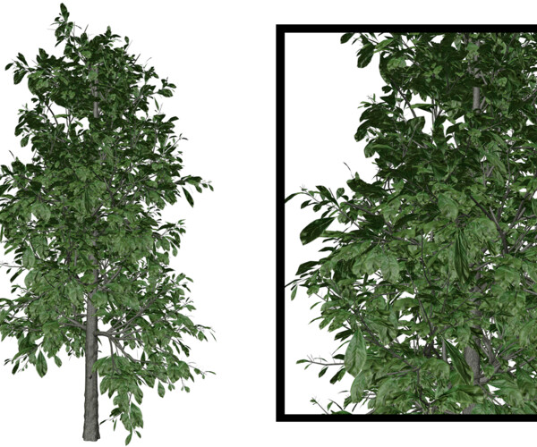 ArtStation - Sourwood Tree #06 - High Poly Tree (3D Model) | Game Assets