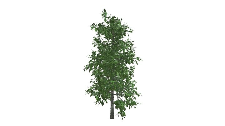 ArtStation - Sourwood Tree #06 - High Poly Tree (3D Model) | Game Assets