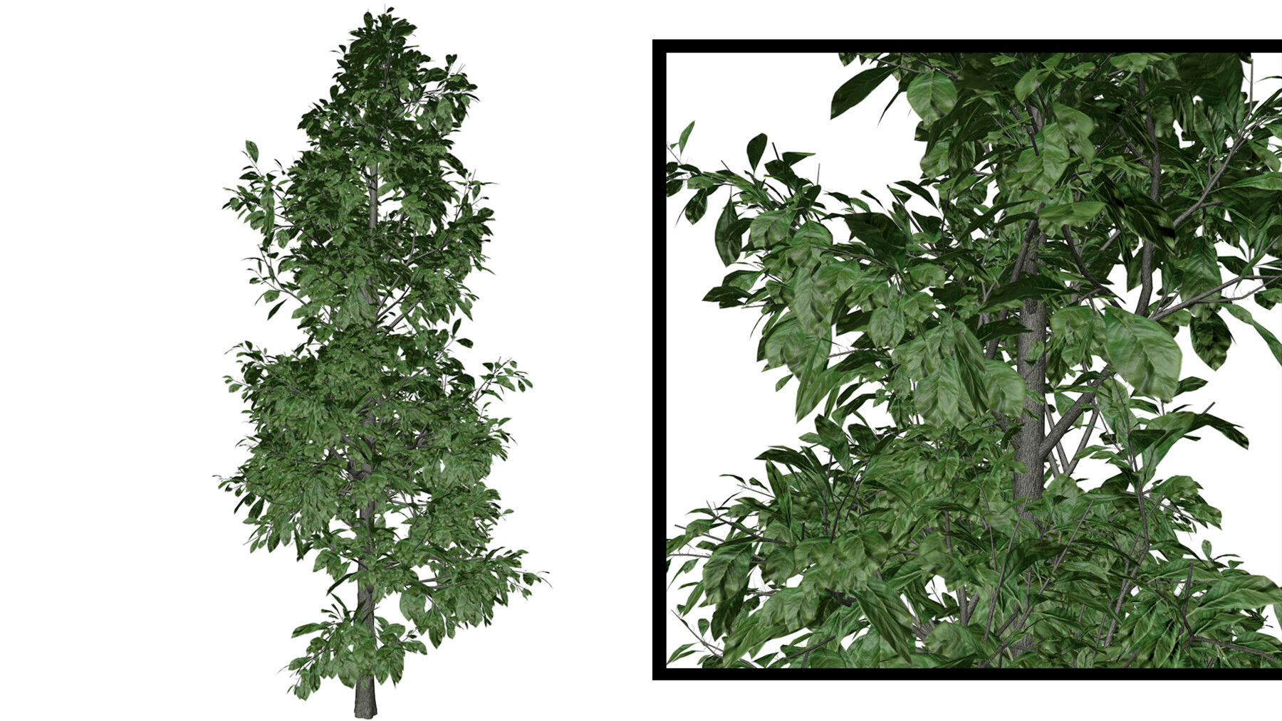 ArtStation - Sourwood Tree #07 - High Poly Tree (3D Model) | Game Assets